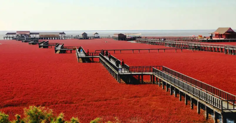 PLAYA ROJA DE PANJIN, UN ESPECTACULAR PAISAJE EN CHINA