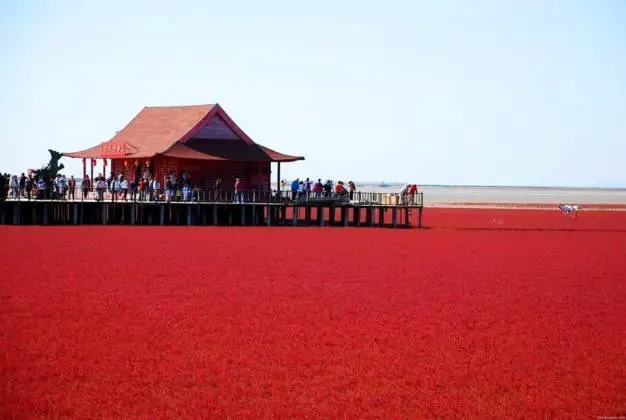 PLAYA ROJA DE PANJIN, UN ESPECTACULAR PAISAJE EN CHINA