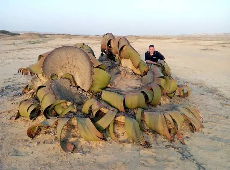 ¿QUÉ VER EN ANGOLA? LUGARES LLENOS DE NATURALEZA